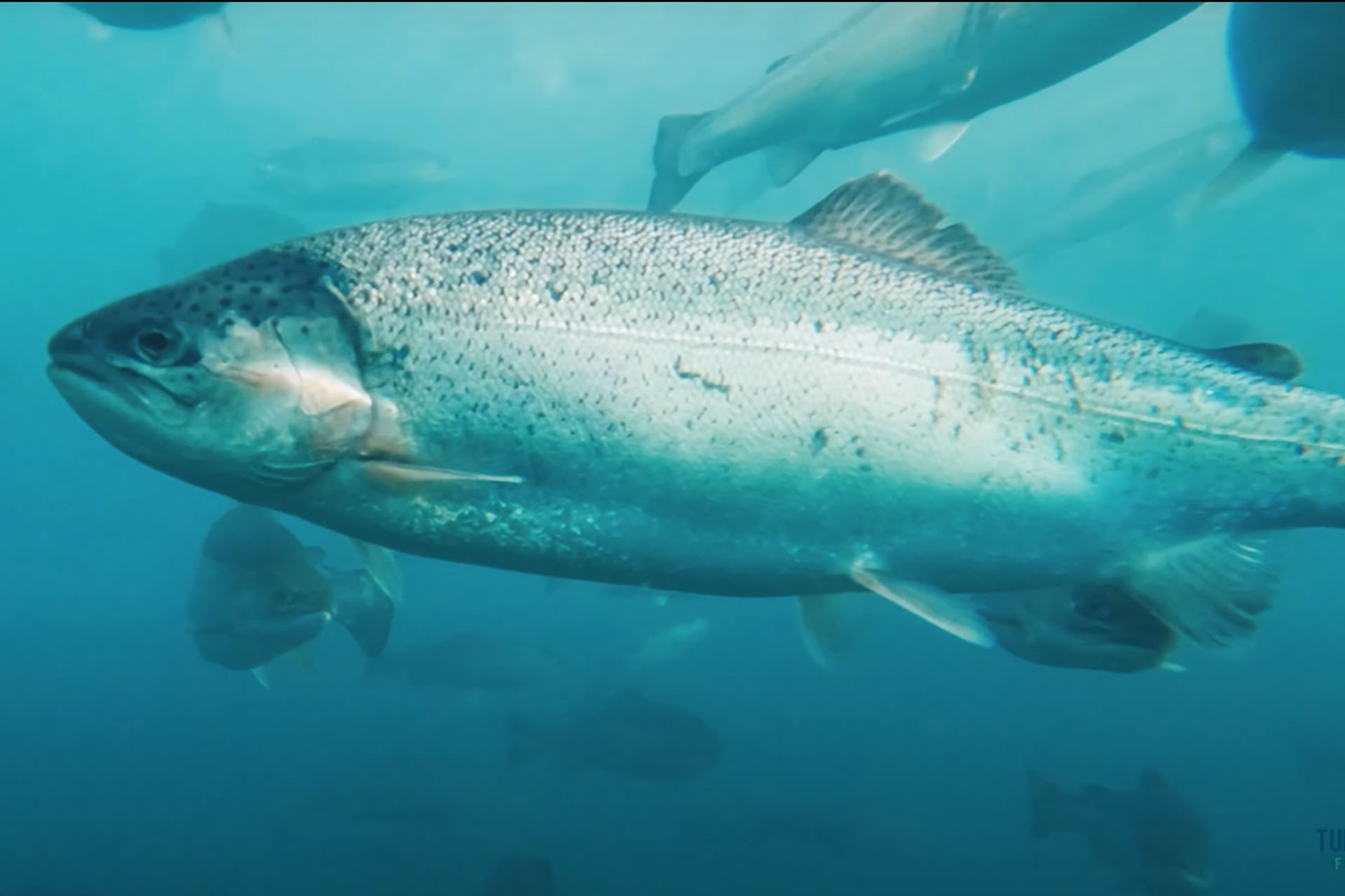 Turkish Salmon from Black Sea
